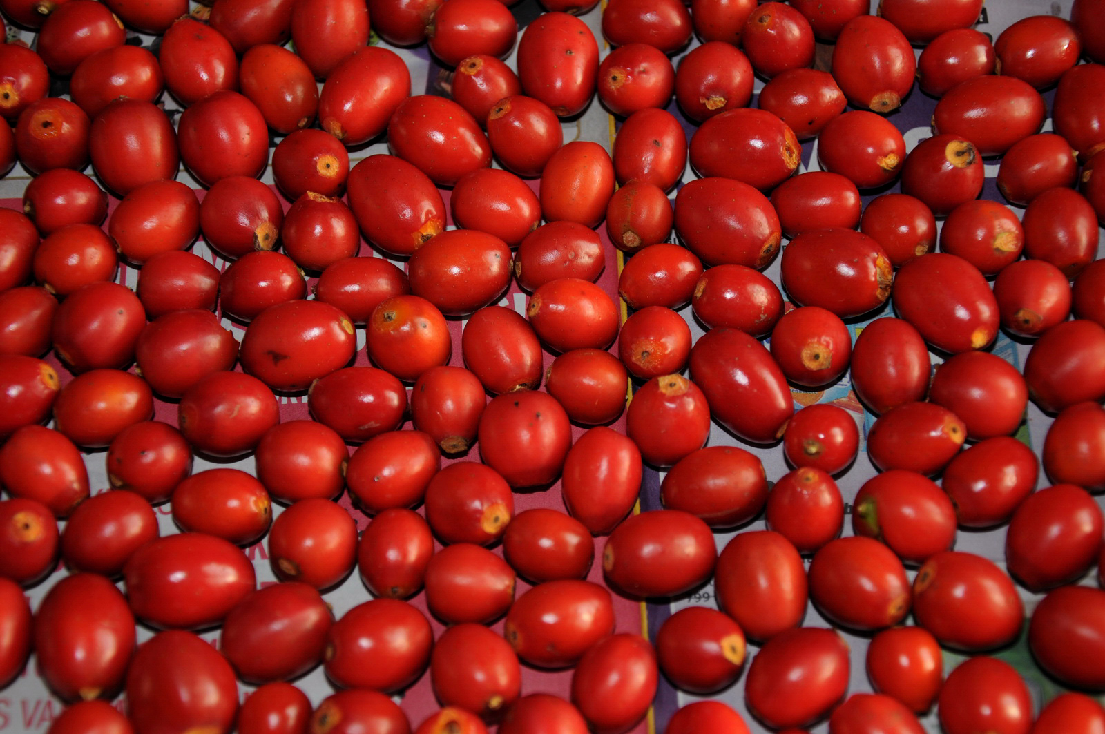 Csipkebogyó - Képeslapok - e-kepeslap.com